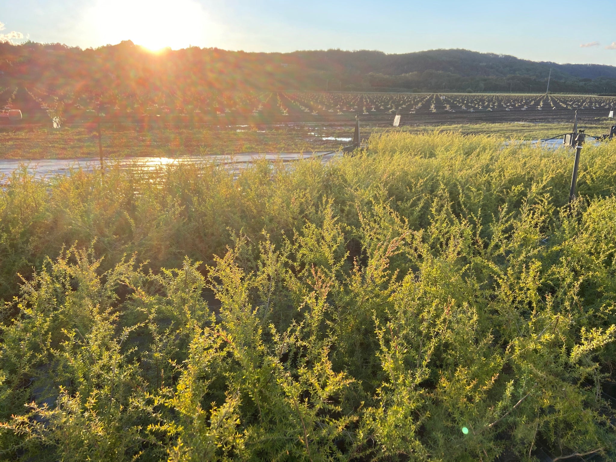 Honouring Country: Australian Manuka Honey, Native Landscapes and a Sh