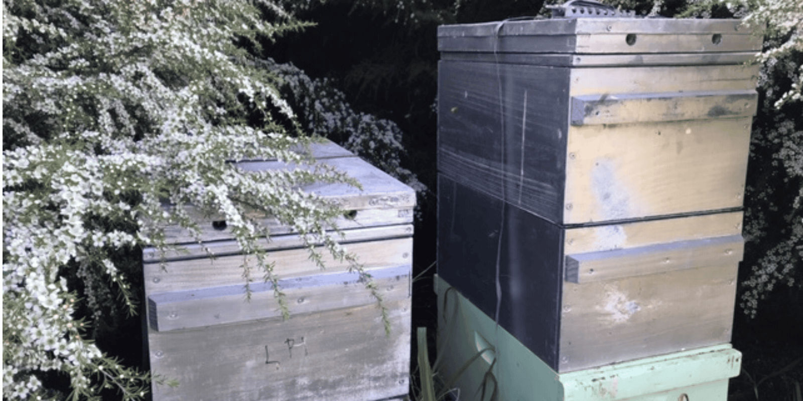 Why Growing Australian Manuka Trees Could Be a Smart Move