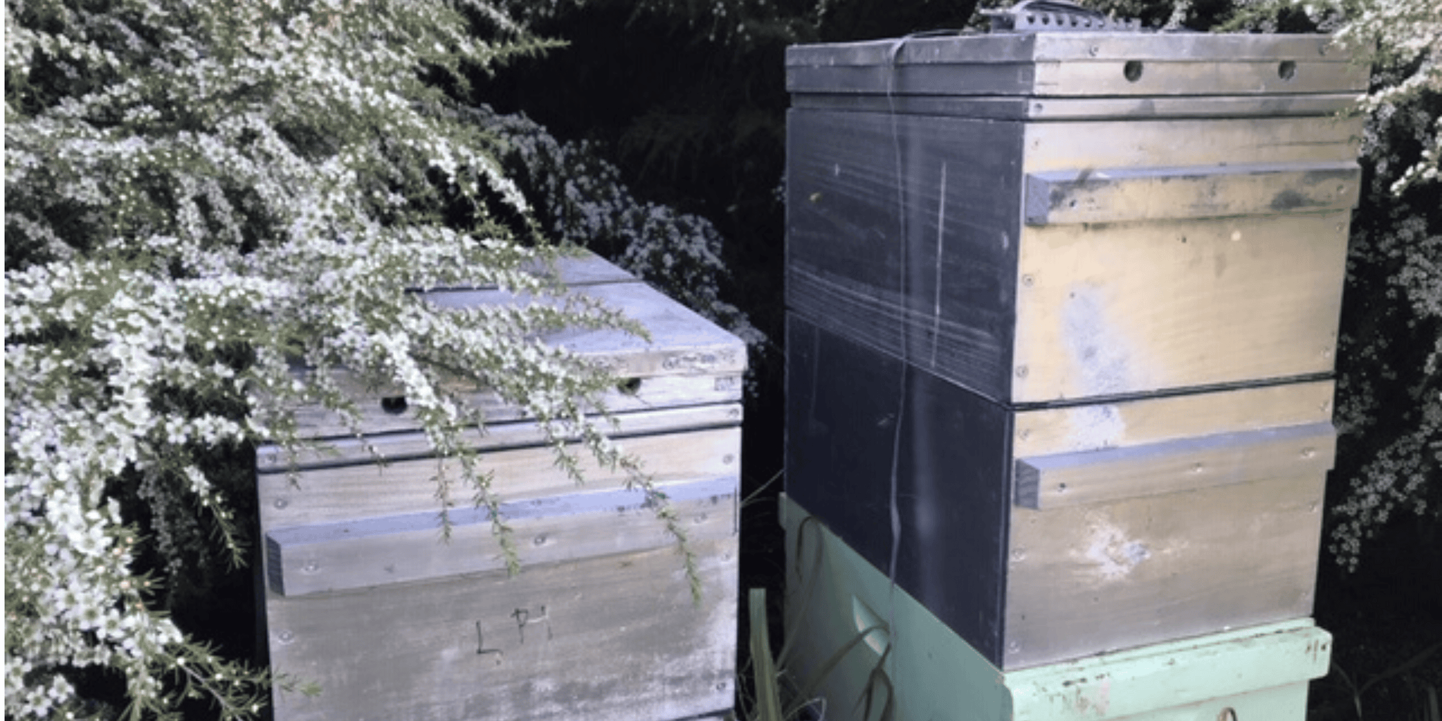 Why Growing Australian Manuka Trees Could Be a Smart Move