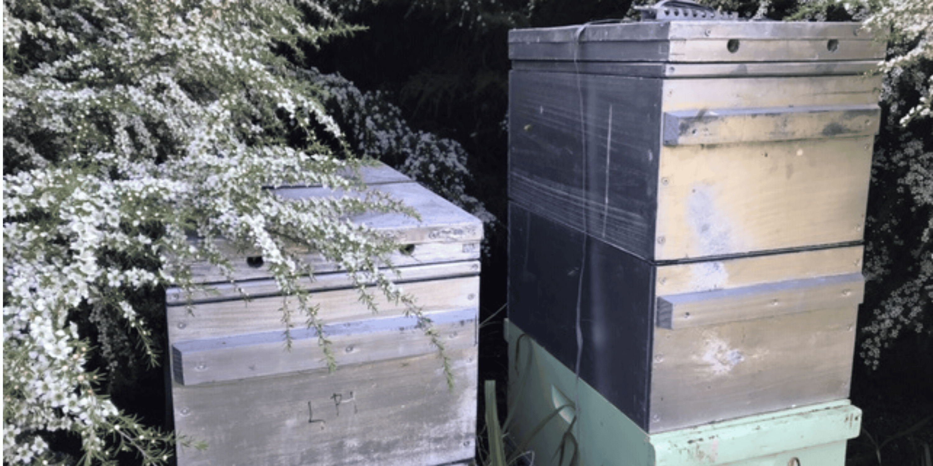 Why Growing Australian Manuka Trees Could Be a Smart Move