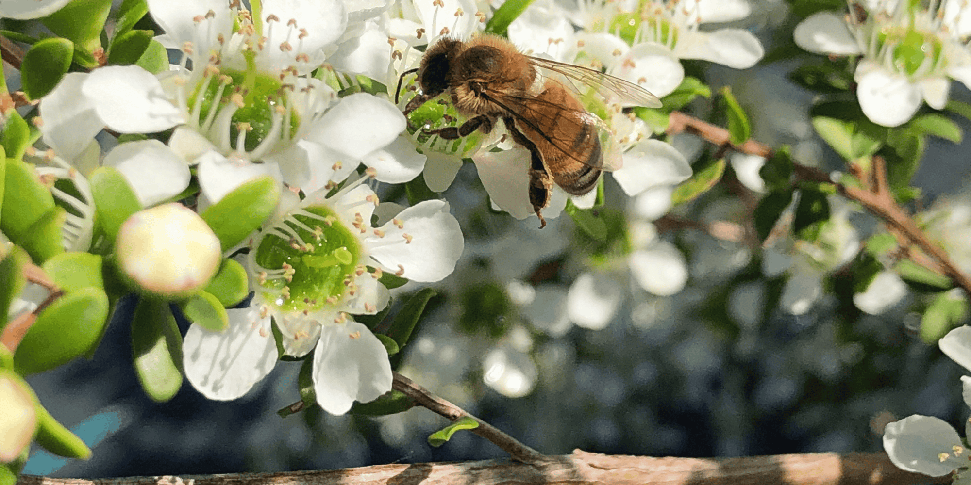 Do Manuka Trees Grow In Australia?