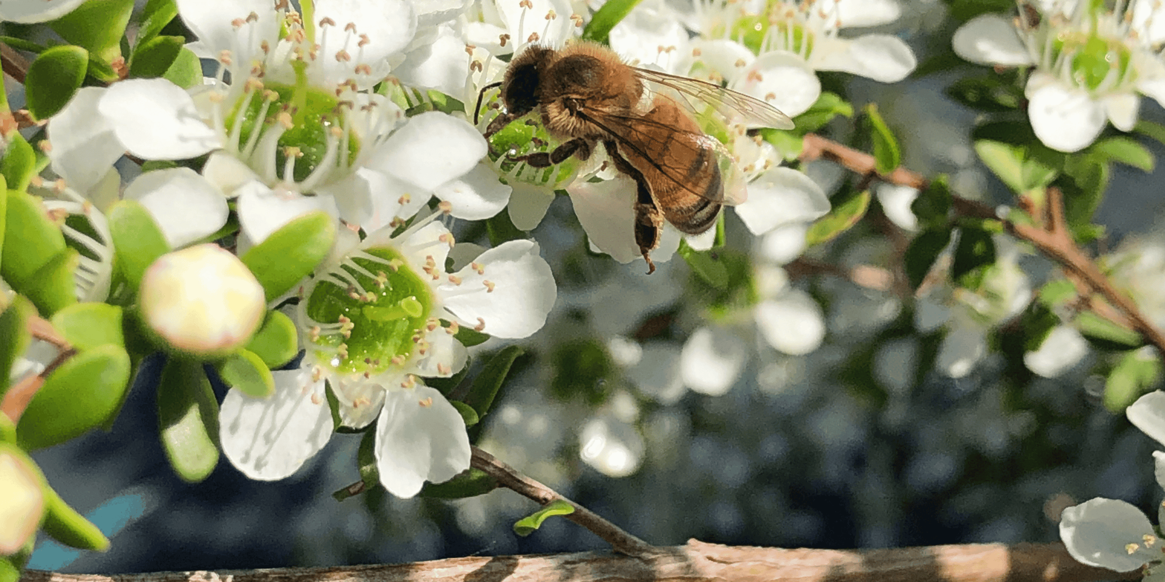 Do Manuka Trees Grow In Australia?