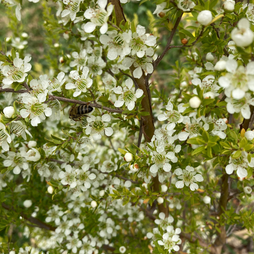 Leptospermum Lemon Frost | 1000 Tube Stock - Manuka Tree